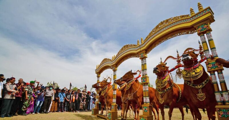 Lomba Sapi Sonok di Madura: Keindahan dan Budaya yang Menarik ...